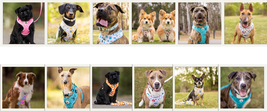 Buy High-Quality Pet Supplies, Toys & Accessories – Pookie Pets